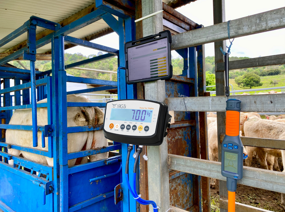 Cattle Scales | EnduraFlex Load Bars – AgriEID USA
